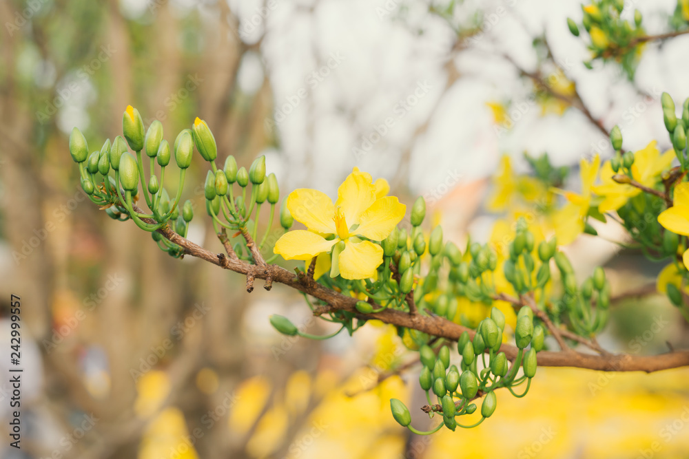 Ochna integerrima flower popularly or yellow Mai. Ochna integerrima is ...