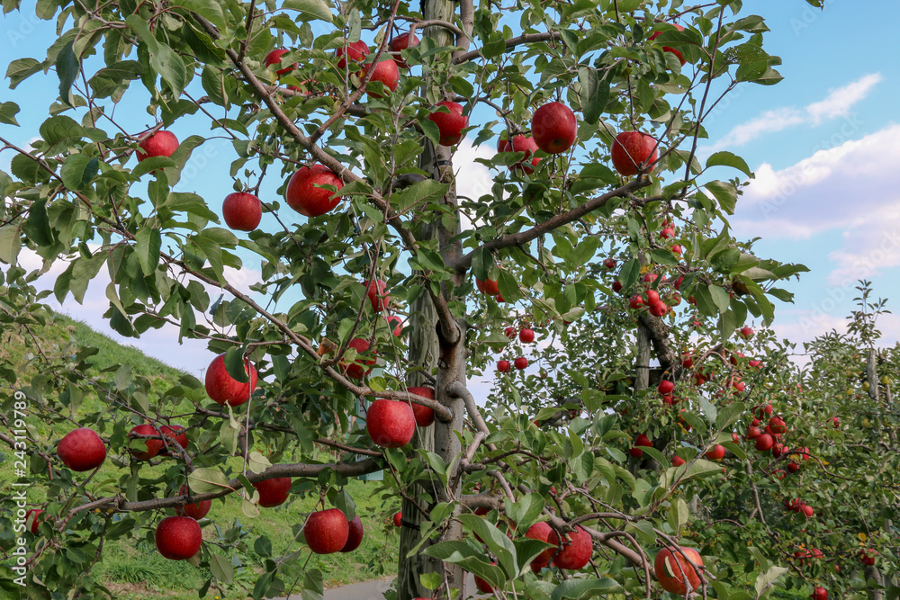 Sweet fruit apple growing on trees in Hirosaki ringo apple park with ...