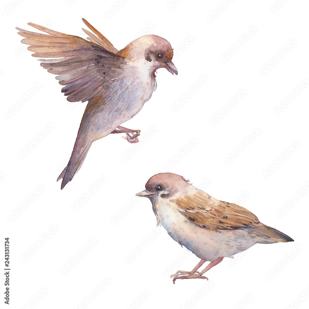 Watercolor sparrow birds. Hand painted spring bird set isolated on white background. Realistic ...