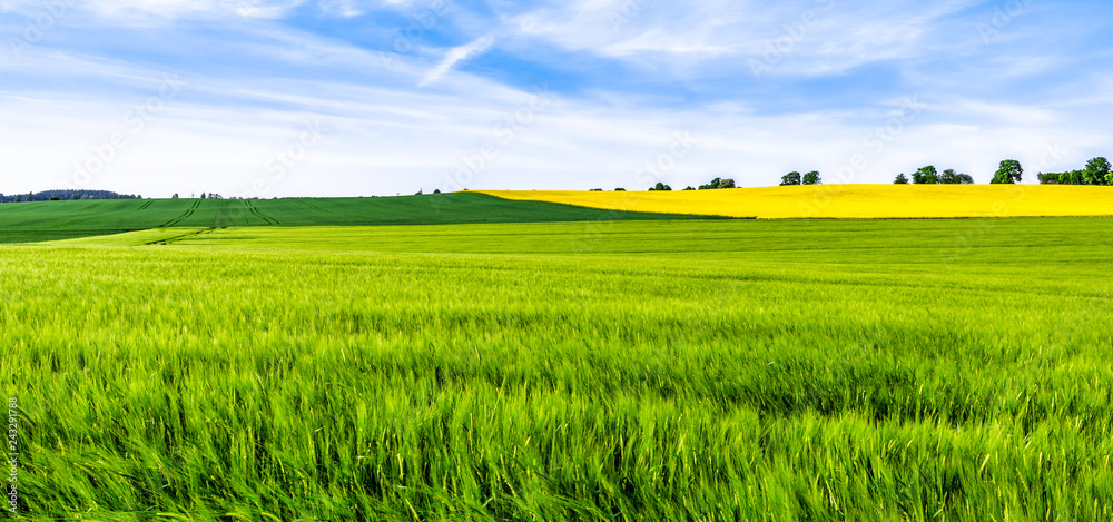 Green farm, panoramic view of farmland, crop of wheat on field, spring ...