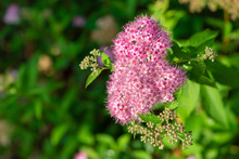 Pink Fuzzy Flowers Free Stock Photo - Public Domain Pictures