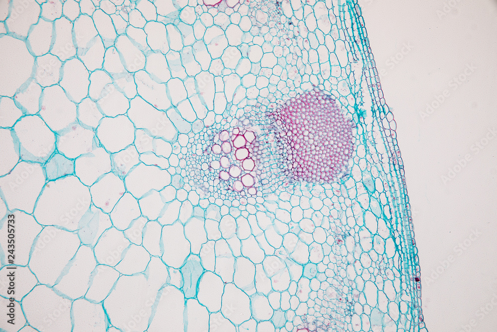 Cross-section Dicot, Monocot and Root of Plant Stem under the ...