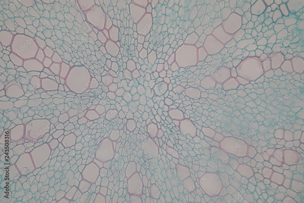 Cross-section Dicot, Monocot and Root of Plant Stem under the ...