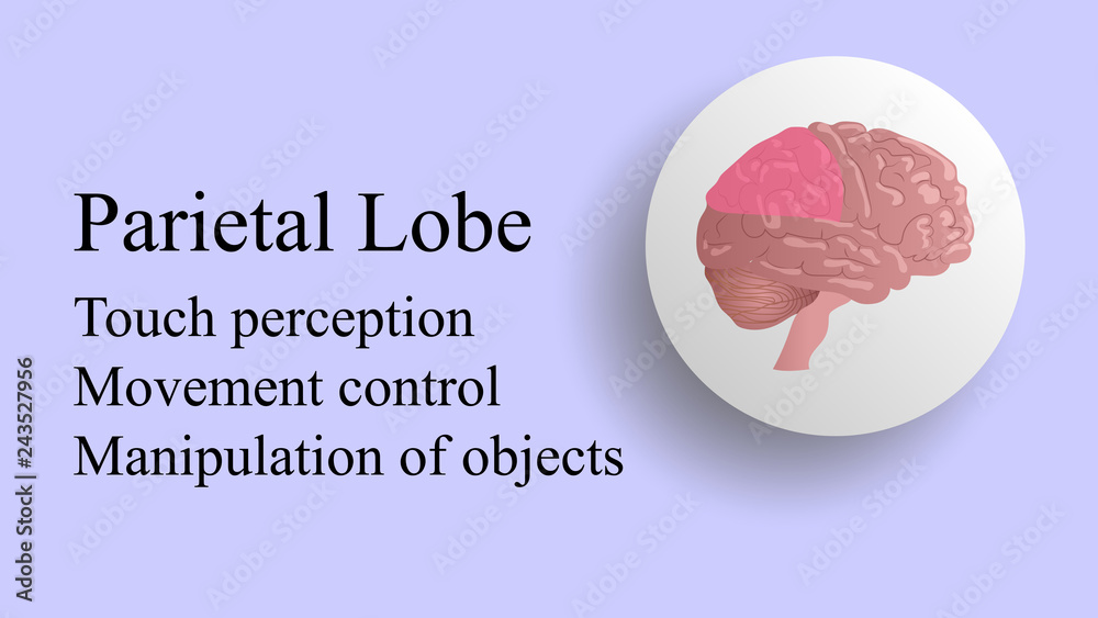 Parietal lobe vector. Brain lobes vector illustration. Human brain ...