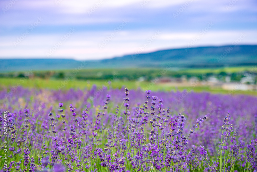The beauty of a small purple flower field, or well known as ...