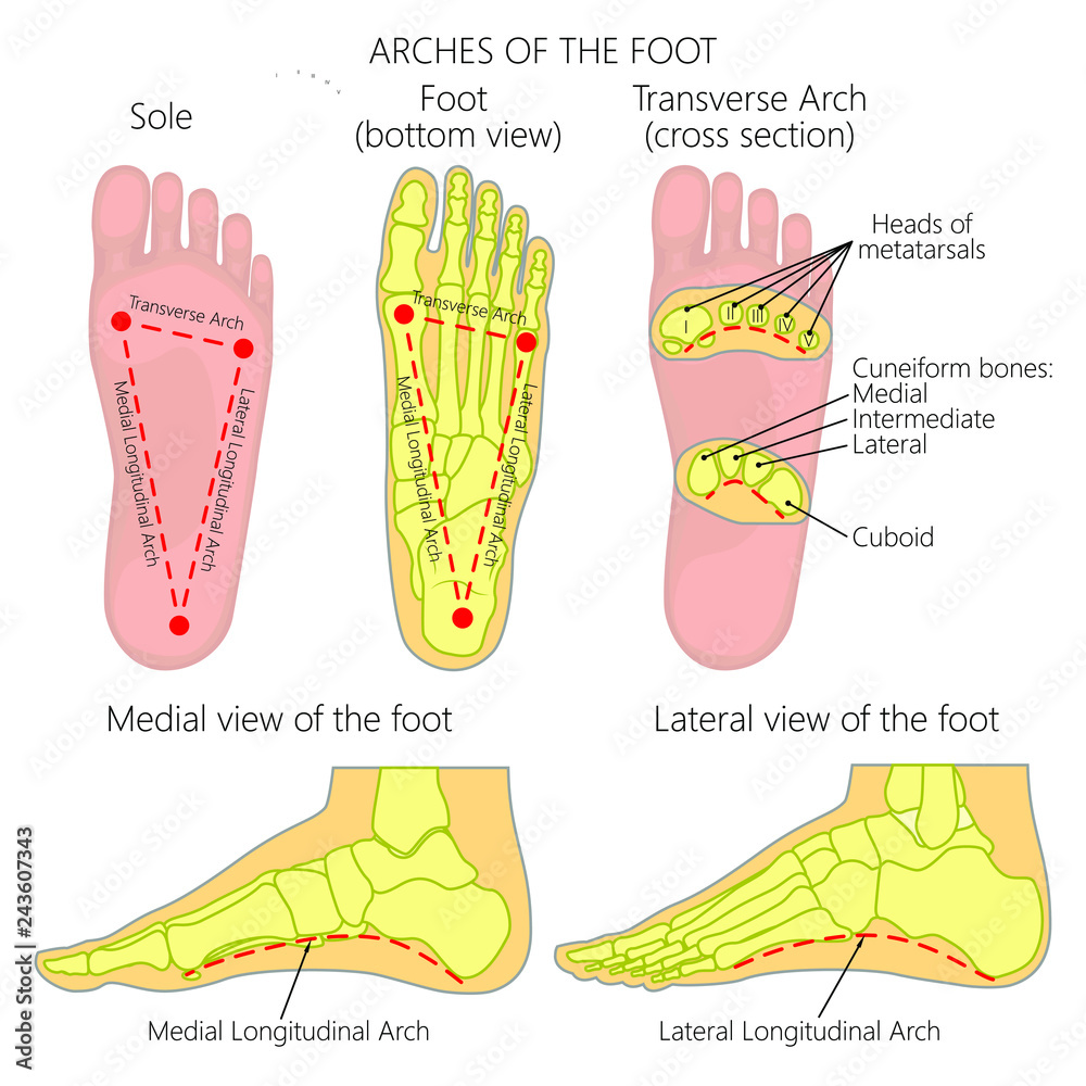 Vector diagram Arches of the foot: Medial and Lateral Longitudinal and ...