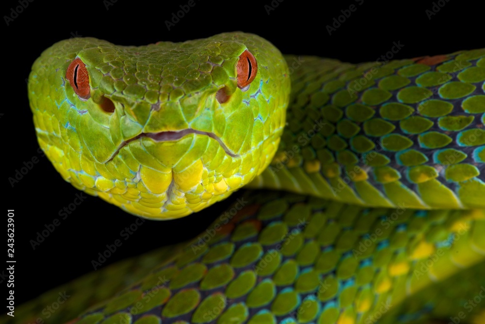 Philippine pit viper (Trimeresurus flavomaculatus) Stock Photo | Adobe ...