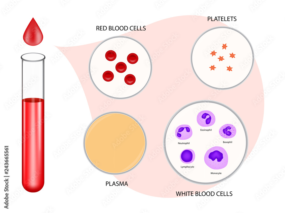 Composition of blood diagram vector Stock Vector | Adobe Stock