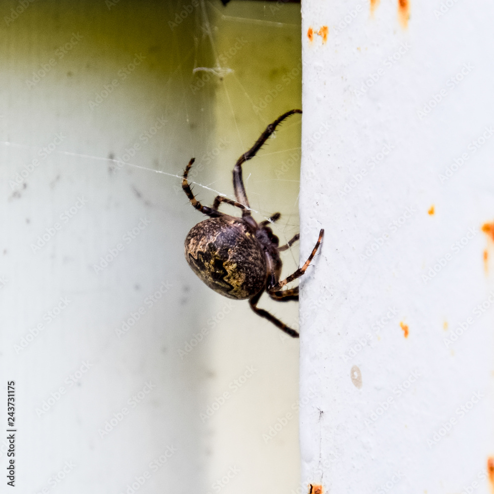 female spider of the crosspiece weaves the net. Spider on the fe Stock ...