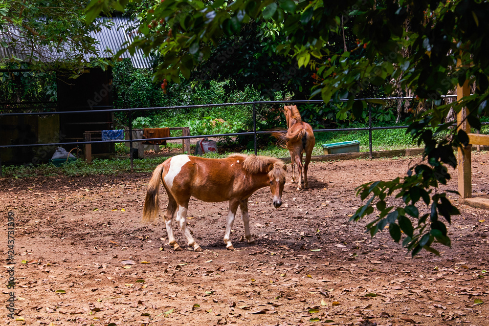 Kuda Padi also known as Bajau Pony Stock Photo | Adobe Stock