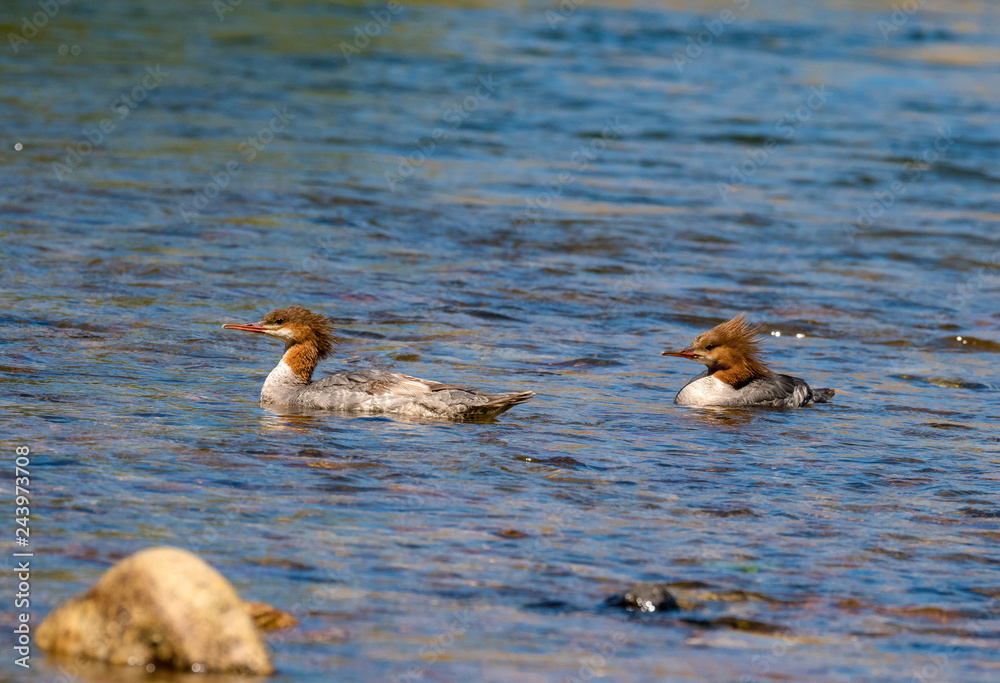 Female and/or non-breeding Male Common Mergansers swimming in a crysta ...