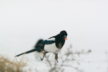 Winter Magpie Bird Free Stock Photo - Public Domain Pictures