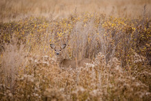 Deer In The Prairie Free Stock Photo - Public Domain Pictures