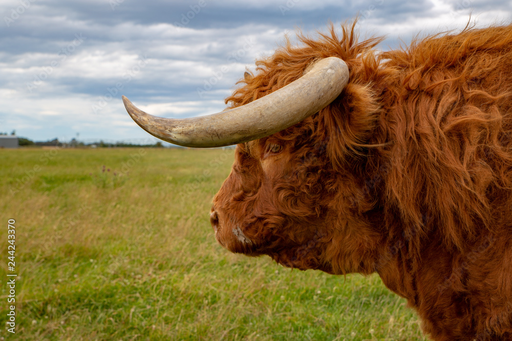 Side profile of a large ginger highland bull in a field in Canterbury ...