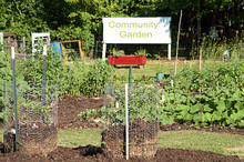 The Community Garden Free Stock Photo - Public Domain Pictures