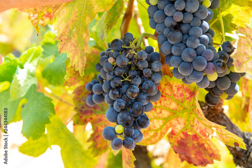 French red and rose wine grapes plant, growing on ochre mineral soil ...