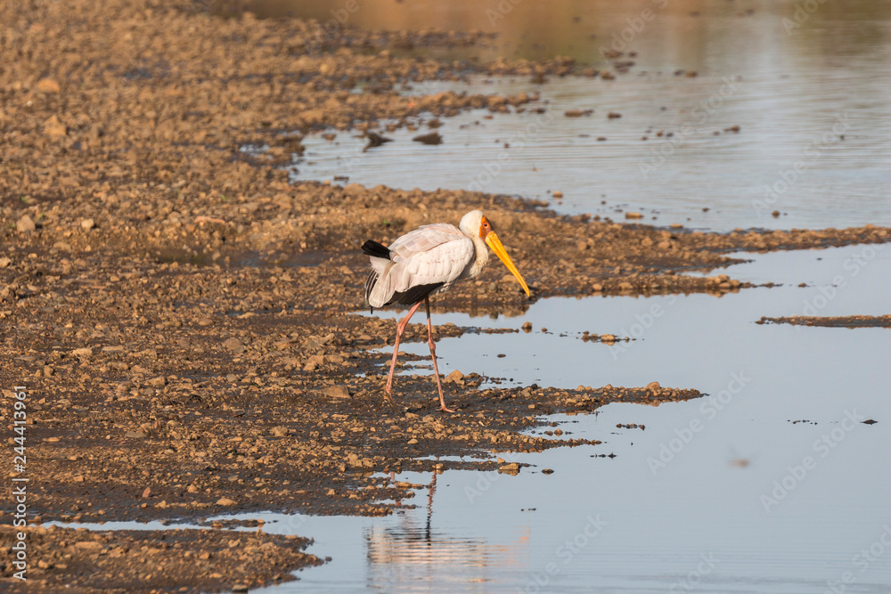 Beautiful bird on the water in Kruger Park Stock Photo | Adobe Stock