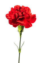 Single Red Carnation Free Stock Photo - Public Domain Pictures