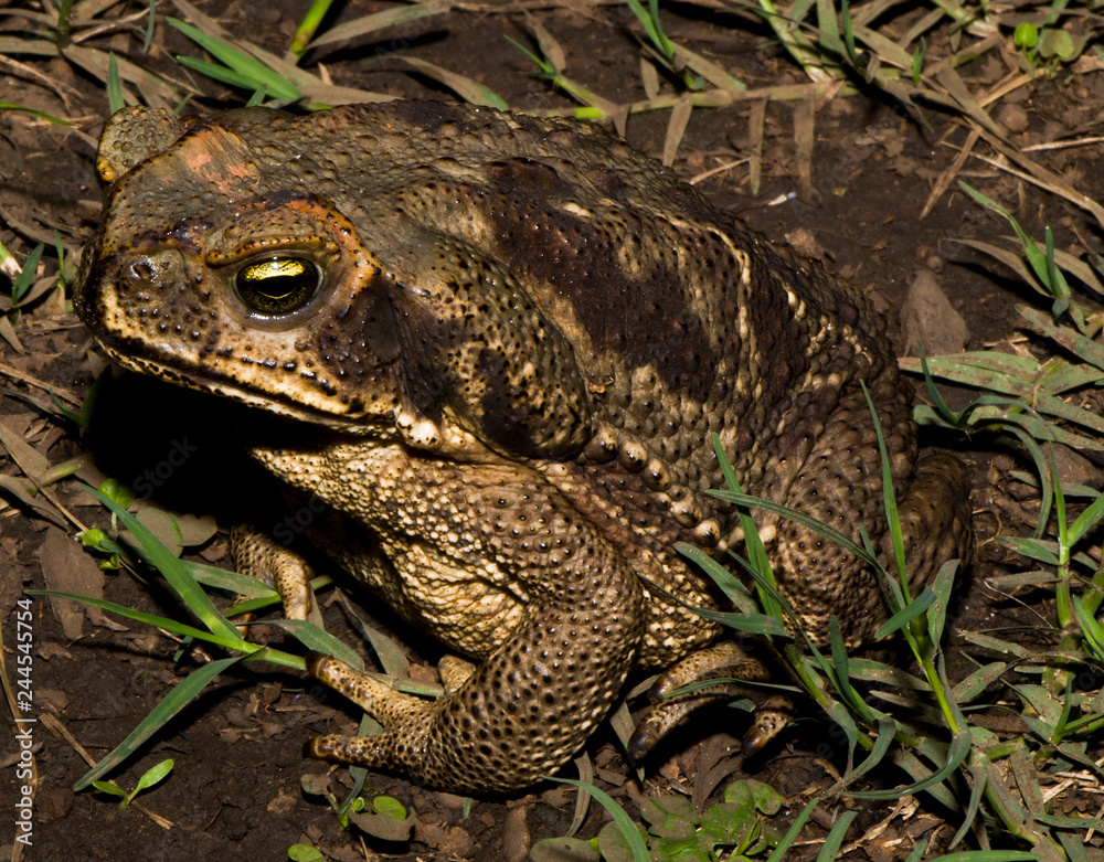 SAPO CURURU SALTO URUGUAY Stock Photo | Adobe Stock