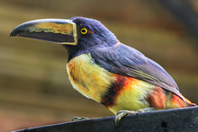 Aracari With Red Belt Free Stock Photo - Public Domain Pictures