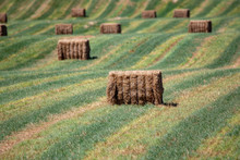 Baling Hay Free Stock Photo - Public Domain Pictures