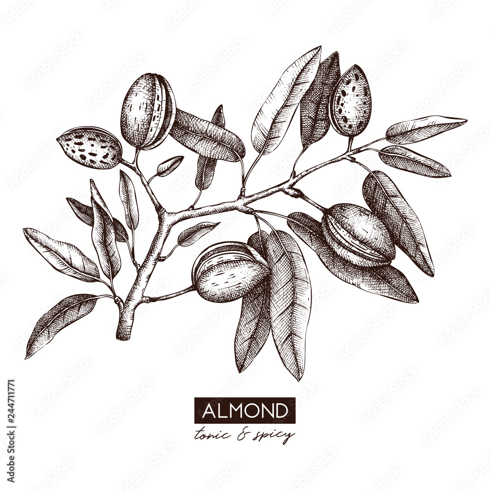 Vector Almond illustration. Hand drawn nut tree sketch. Botanical ...