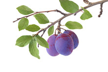 Prune copti Poza gratuite - Public Domain Pictures