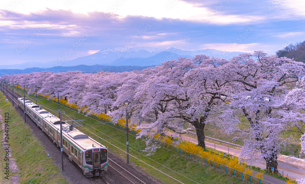 JR Tohoku train railroad track with row of full bloom cherry tree along ...