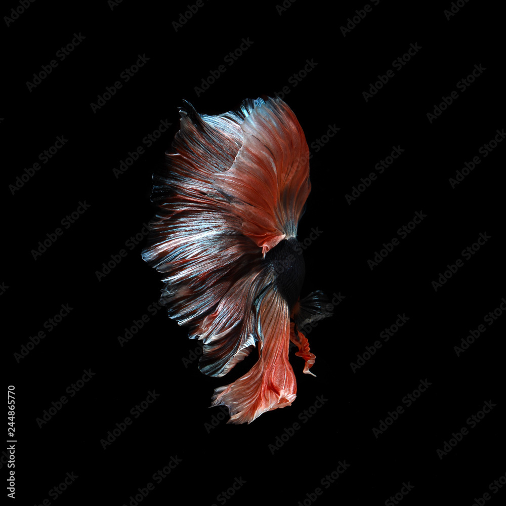Siamese Fighting Fish - Siamese Fighting Fish also known as Betta is ...