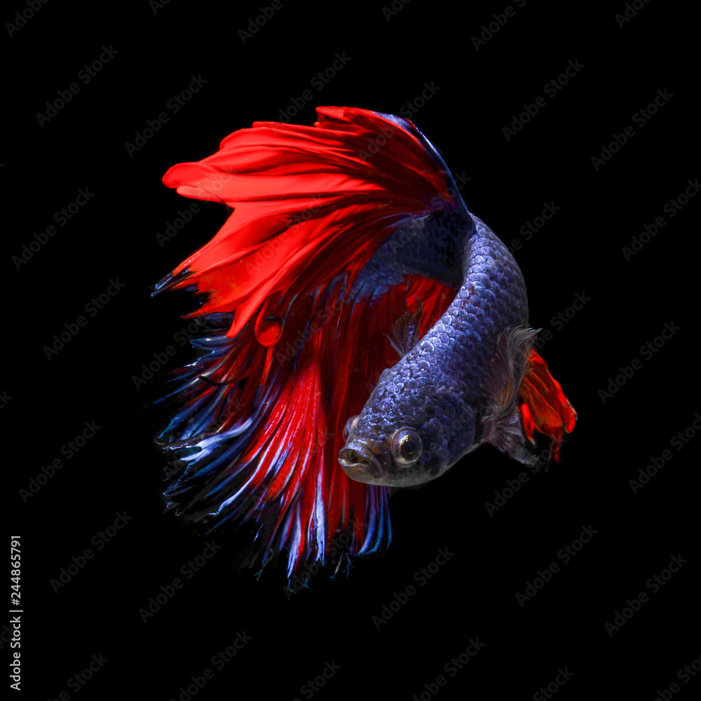 Stock-Foto „Siamese Fighting Fish - Siamese Fighting Fish also known as ...