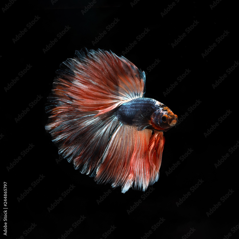 Siamese Fighting Fish - Siamese Fighting Fish also known as Betta is ...