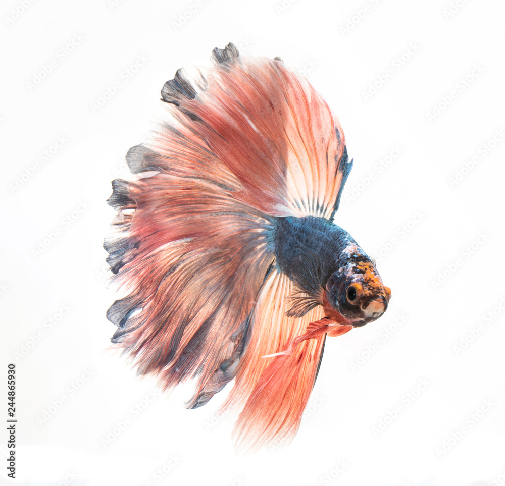 Siamese Fighting Fish - Siamese Fighting Fish also known as Betta is ...