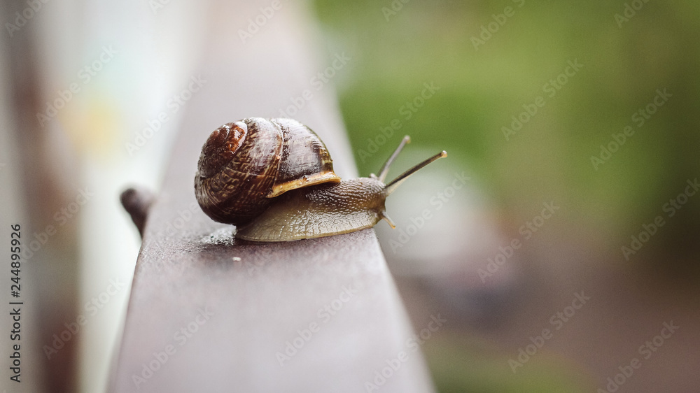 Snail crawling on the iron fence. Crawling slug with armor. Stock Photo ...
