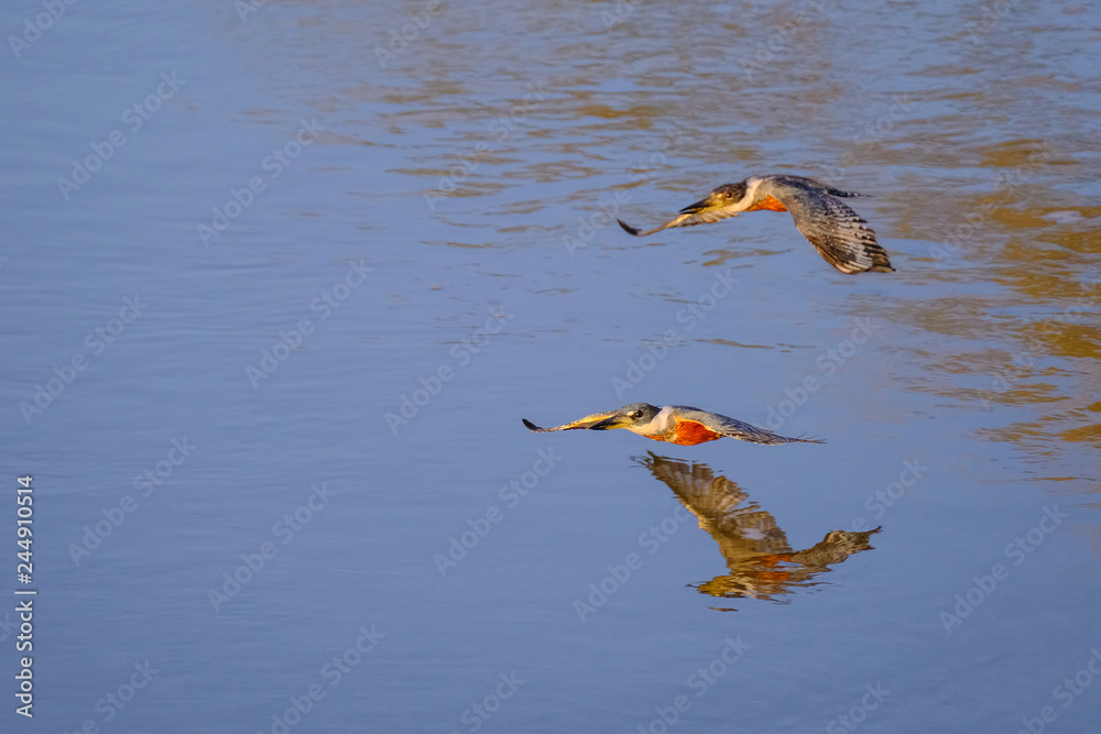 Flying couple of Ringed Kingfisher, Megaceryle Torquata, a large and ...