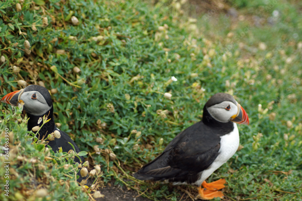puffins at the Skellig islands Stock Photo | Adobe Stock