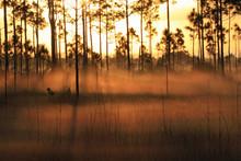 Everglades Sunset Free Stock Photo - Public Domain Pictures