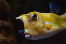Cowfish Free Stock Photo - Public Domain Pictures