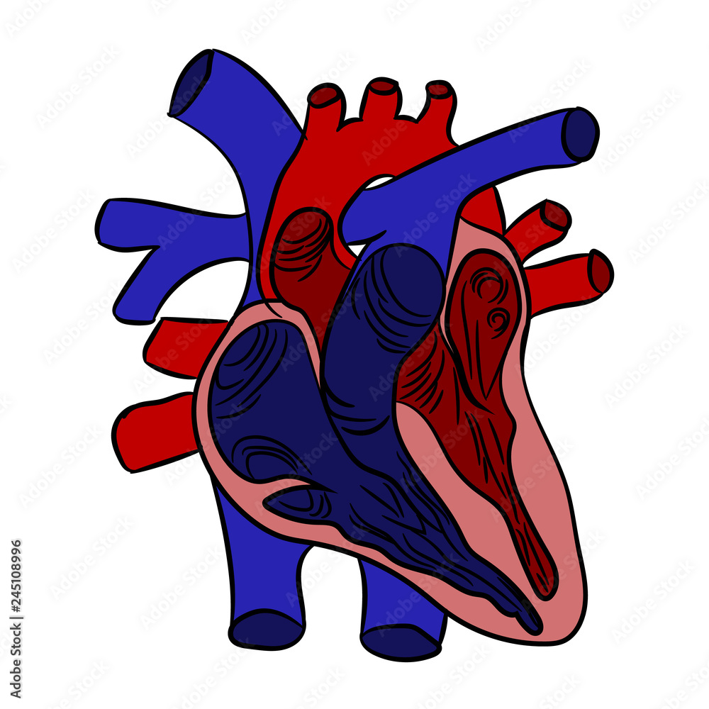 Human heart anatomy in section. Human heart anatomically correct hand ...