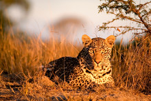 Leopard On Alert Free Stock Photo - Public Domain Pictures