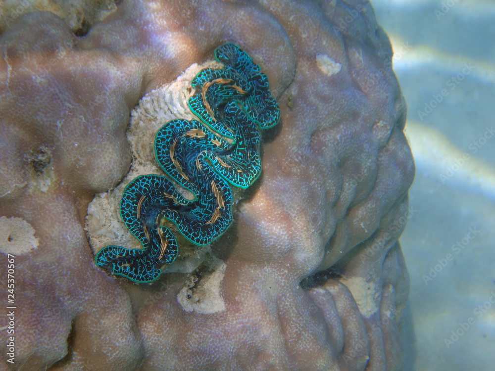 Underwater view of a Giant Clam (Tridacna Gigas) with blue lips in the ...