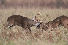 Two White-tailed Bucks Fighting Free Stock Photo - Public Domain Pictures