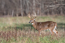 Two White-tail Buck Deer Free Stock Photo - Public Domain Pictures