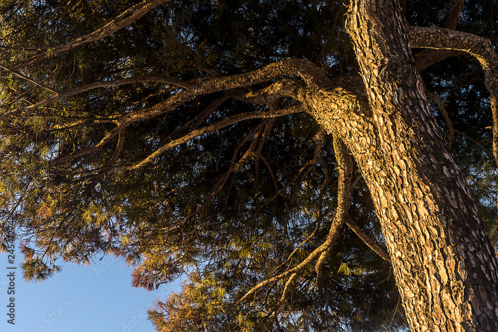 Pinus halepensis tree from under perspective Stock Photo | Adobe Stock