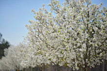 Bradford Pear Tree In Spring Free Stock Photo - Public Domain Pictures