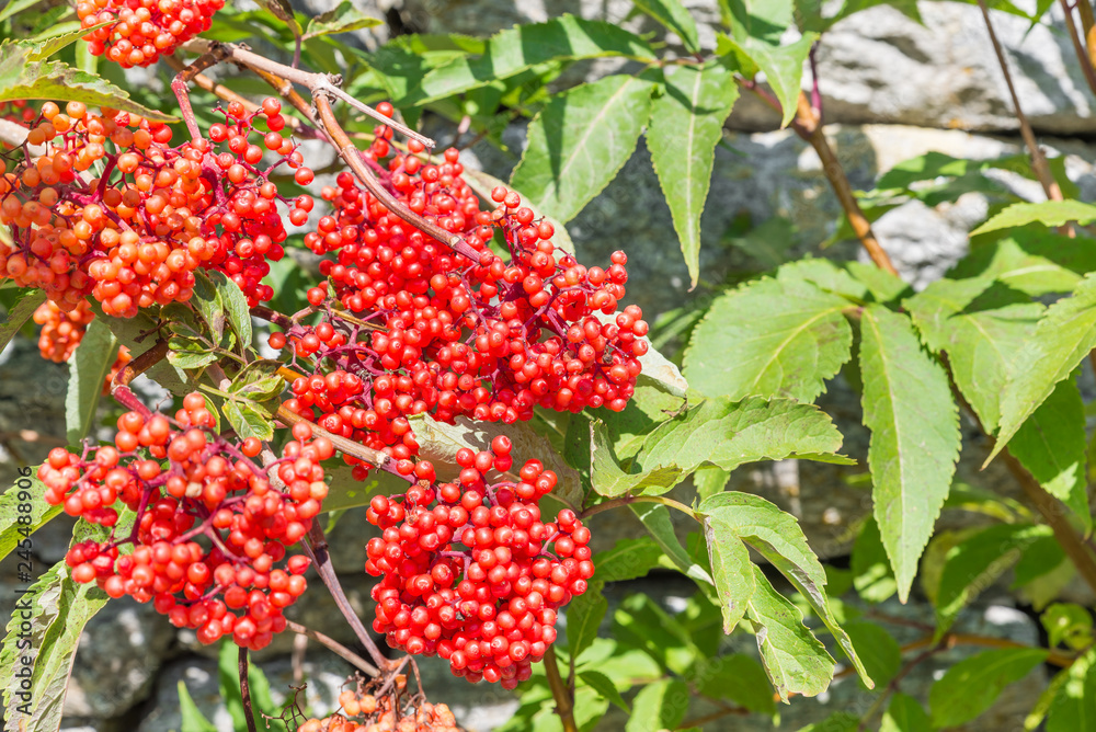 Sorbus aucuparia, mountain tree commonly called rowan and mountain ash ...
