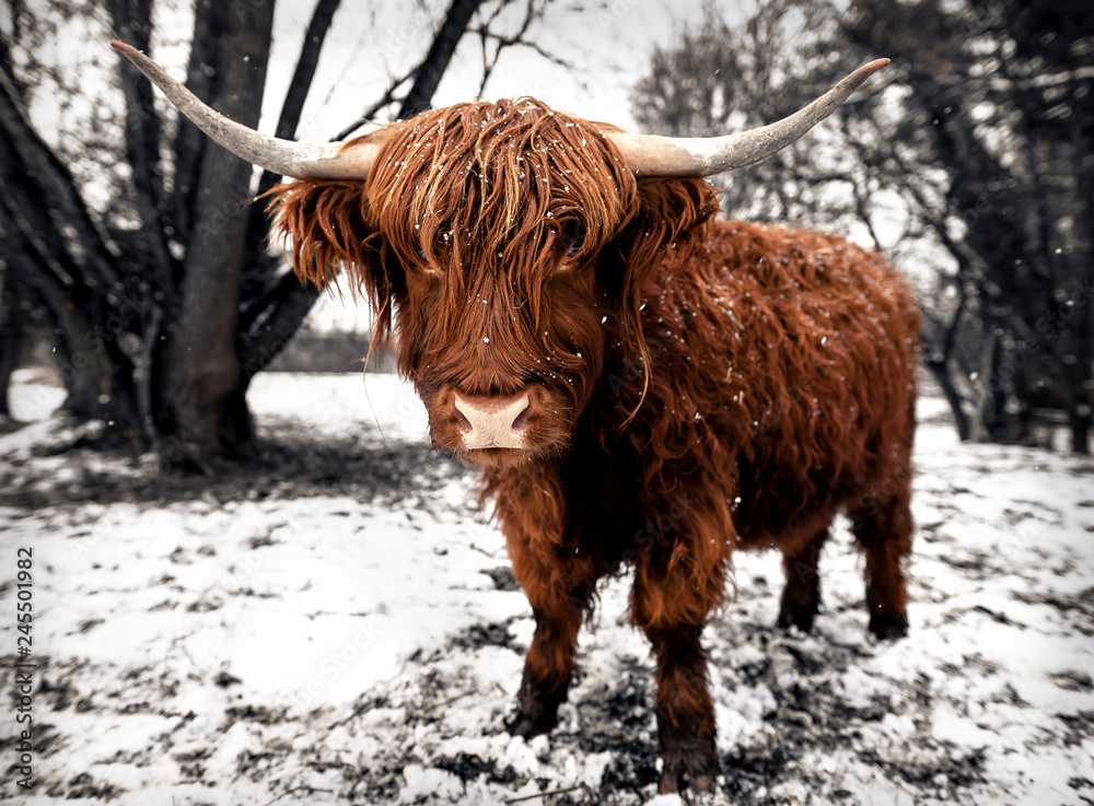 Hochlandrind , Kuh, Stier, Bulle, schottisch Stock Photo | Adobe Stock