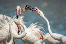 Two Flamingo Fighting With Beak Free Stock Photo - Public Domain Pictures
