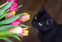 Cat With Tulips Free Stock Photo - Public Domain Pictures