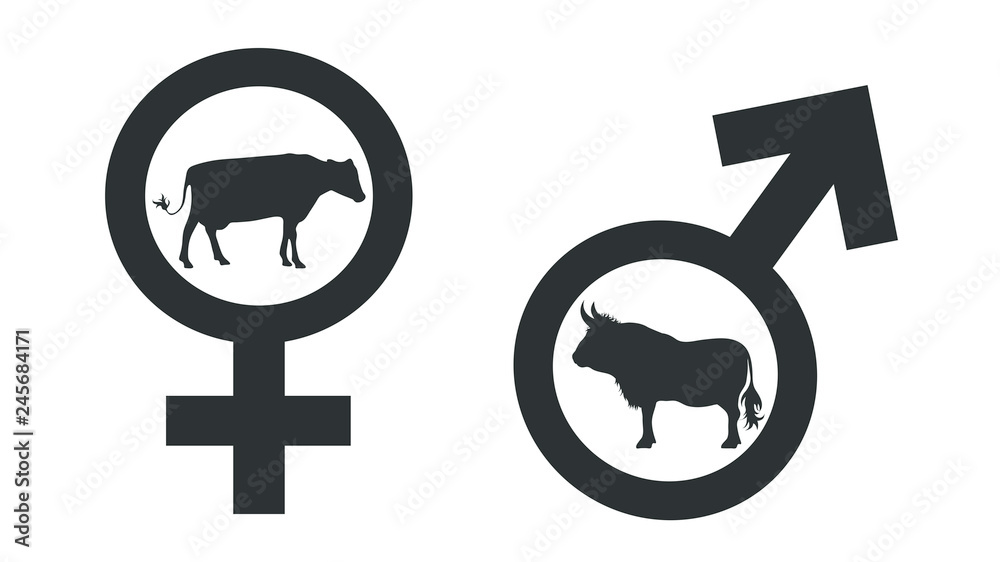 Symbol of male and female gender of animal. Black icon of cow nad bull ...