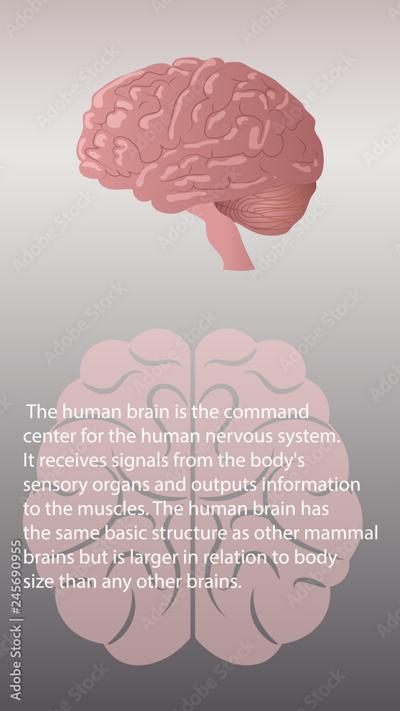 Human brain function vector. Internal organs functions vector design ...